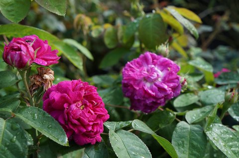 Rosa 'De Rescht' | Rosa 'Rose de Rescht' | De Rescht Rose | plant lust