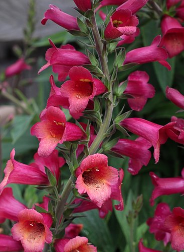 Digitalis x valinii Illumination Raspberry Improved | Digiplexis ...