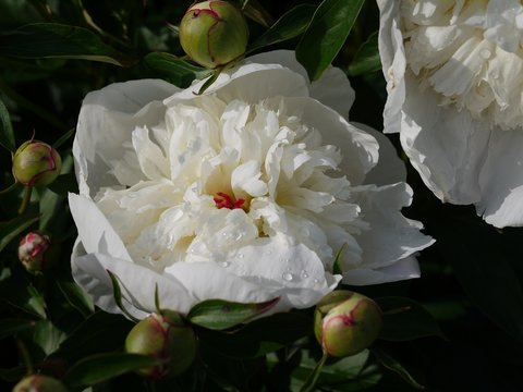 Paeonia lactiflora 'Primevère' | 'Primevère' Peony | plant lust