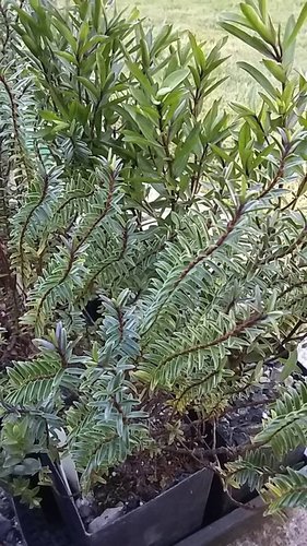 Hebe 'Sapphire' | plant lust