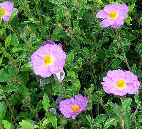 Cistus creticus | Cistus incanus ssp. creticus | Hairy Rock Rose | Rock ...