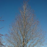 Acer x freemanii 'Marmo' | Marmo Freeman Maple | plant lust