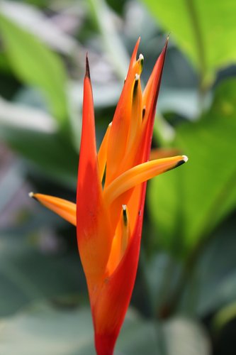 Heliconia densiflora 'Fire Flash' | plant lust