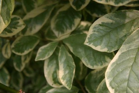 Orixa japonica 'Pearl Frost' | Pearl Frost Japanese Orixa | Variegated ...