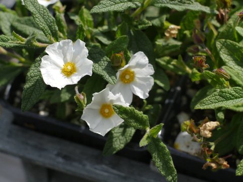 Cistus x florentinus [prostrate form] | Cistus florentinus 'prostrate ...