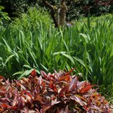 Persicaria microcephala 'Red Dragon' | Tovara 'Red Dragon' | Red Dragon ...