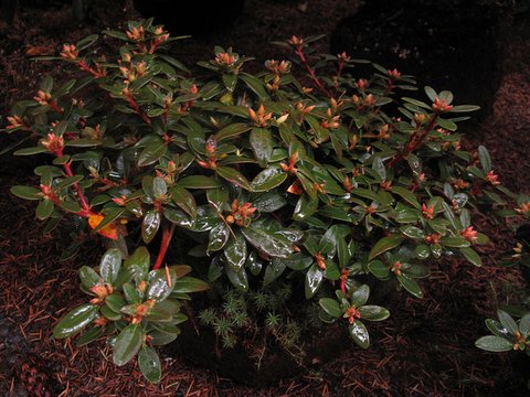 Rhododendron 'Ginny Gee' | | plant lust