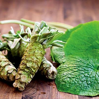 Mazuma Wasabi | Wasabia japonica 'Mazuma' | plant lust