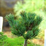 Pinus parviflora 'Kin-po' | Pinus parviflora 'Kinpo' | Kinpo Japanese ...