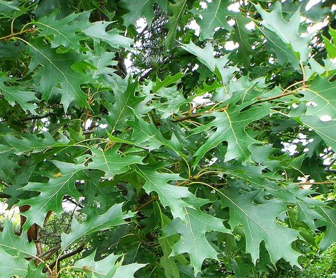 Quercus rubra | Quercus borealis | Champion Oak | Northern Red Oak ...