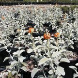 Buddleja marrubiifolia | Buddleia marrubifolia | Buddleja marrubifolia ...