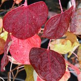 Disanthus cercidifolius | Redbud Hazel | plant lust