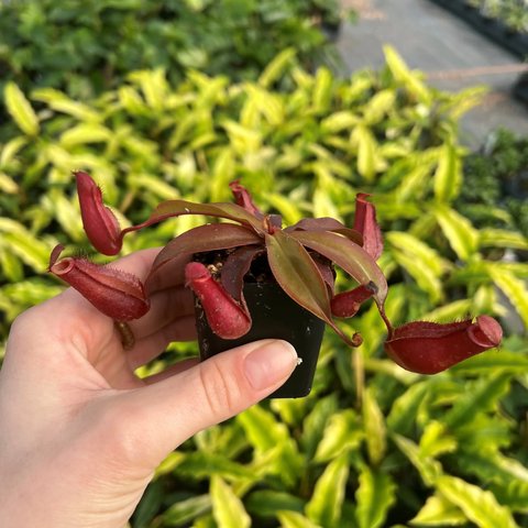 Nepenthes 'Bloody Mary' | Nepenthes 'Lady Luck' | plant lust