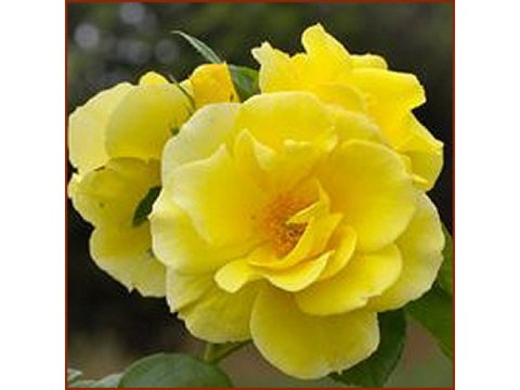 Rosa Smiley Face™ PP23774 | Rosa 'Smiley Face' | Climbing Smiley Face ...