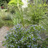 Ceanothus 'Victoria' | Ceanothus impressus 'Victoria' | Ceanothus ...
