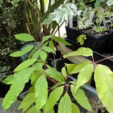 Schefflera delavayi | Hardy Schefflera | plant lust
