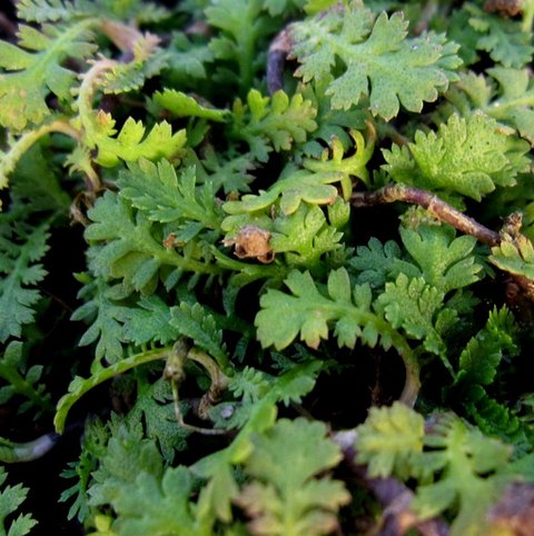 Leptinella minor | Cotula minor | Brass Buttons | plant lust