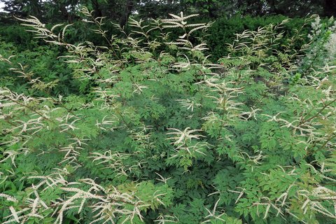 Aruncus 'Horatio' | Horatio Goat's Beard | plant lust