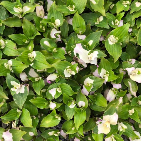 Tradescantia fluminensis 'Maiden's Blush' | Tradescantia 'Blushing ...