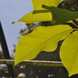 Magnolia 'Princess Margaret' | Magnolia campbellii 'Princess Margaret ...