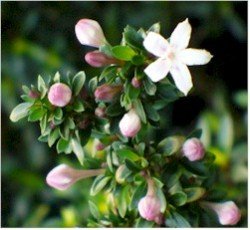 Serissa japonica 'Kyoto' | Serissa foetida 'Kyoto' | Kyoto Serissa ...