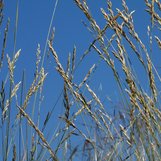 Poa secunda | Alkali Bluegrass | Big Bluegrass | Canby's Bluegrass ...