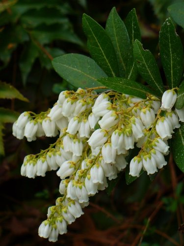 Pieris japonica 'Temple Bells' | Pieris ryukyuensis | Temple Bells ...