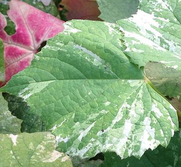 Vitis from multiple nurseries on Plant Lust