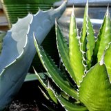 Agave lophantha 'Splendida' | Agave univittata 'Splendida' | Splendida ...