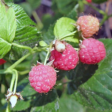 Prelude Raspberry PP11747 | plant lust