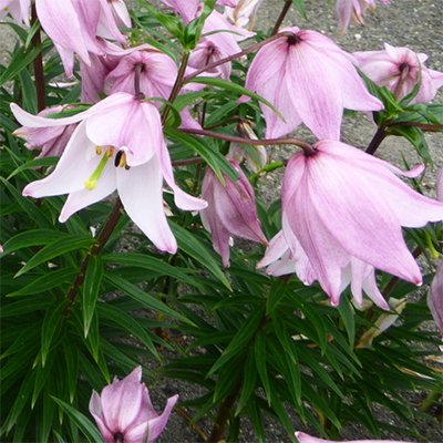 Lilium mackliniae | Shiroi Lily | Shirui Lily | Siroi Lily | plant lust