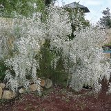 Retama raetam | | plant lust