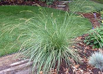 Festuca mairei | Atlas Fescue | plant lust
