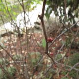 Chaenomeles japonica 'Atsuya Hamada' | Atsuya Hamada Japanese Flowering ...