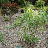 Arctostaphylos 'Austin Griffiths' | Arctostaphylos x 'Austin Griffiths ...