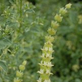 Sideritis syriaca | Greek Mountain Tea | plant lust