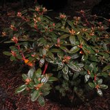 Rhododendron 'Ginny Gee' | | plant lust