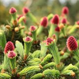 Picea pungens 'Ruby Teardrops' | Ruby Teardrops Colorado Spruce | plant ...