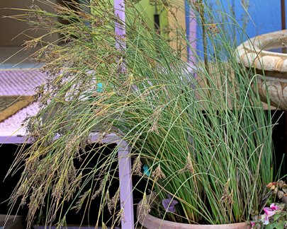 Juncus patens 'Occidental Blue' | plant lust