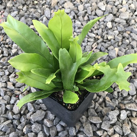 Microsorum punctatum Green Flame PP17420 | Microsorum 'Green Flame' | plant lust