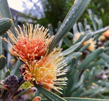 Hakea from multiple nurseries on Plant Lust
