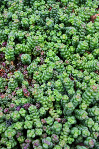 Sedum divergens | Sedum 'Old Man Bones' | Sedum globosum 'Old Man's ...