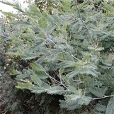 Acacia dealbata | Racisoerna dealbatum | Silver Wattle | plant lust