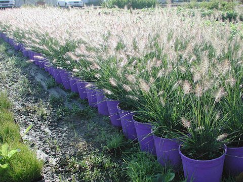 Pennisetum alopecuroides 'Piglet' | Piglet Dwarf Fountain Grass | plant ...