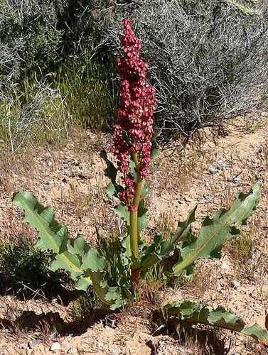 Rumex hymenosepalus | Canaigre Dock | Desert Rhubarb | Sand Dock ...