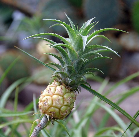 Ananas nanus | Dwarf Pineapple | Pink Pineapple | plant lust