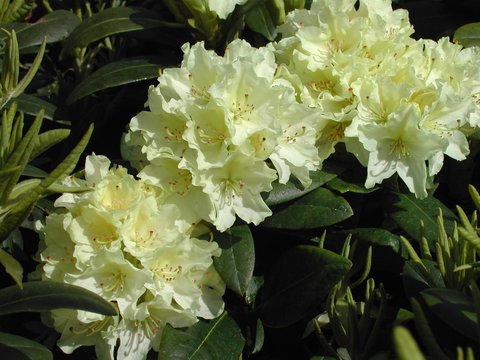 Rhododendron 'Capistrano' | Rhododendron hybrid 'Capistrano ...