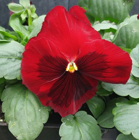 Viola 'Red Blotch' | Red Blotch Pansy | plant lust