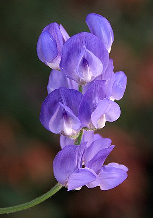 Lathyrus pubescens | plant lust
