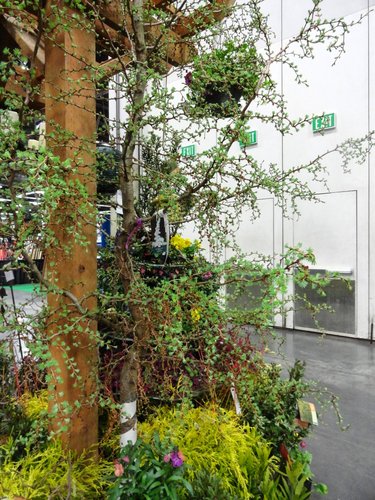 Larix kaempferi 'Diana' | Larix kaempferi 'Diane' | Larix leptolepis ...